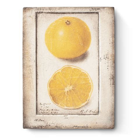 T 371 Citron Retired Sid Dickens Memory Block Crafted Decor