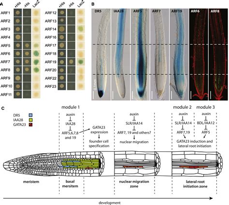 A Novel Aux Iaa28 Signaling Cascade Activates Gata23 Dependent
