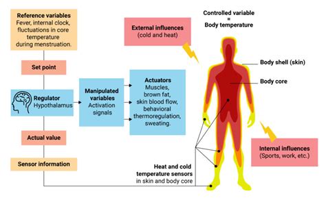 Body Temperature Normal Ranges And How To Measure Cosinuss°