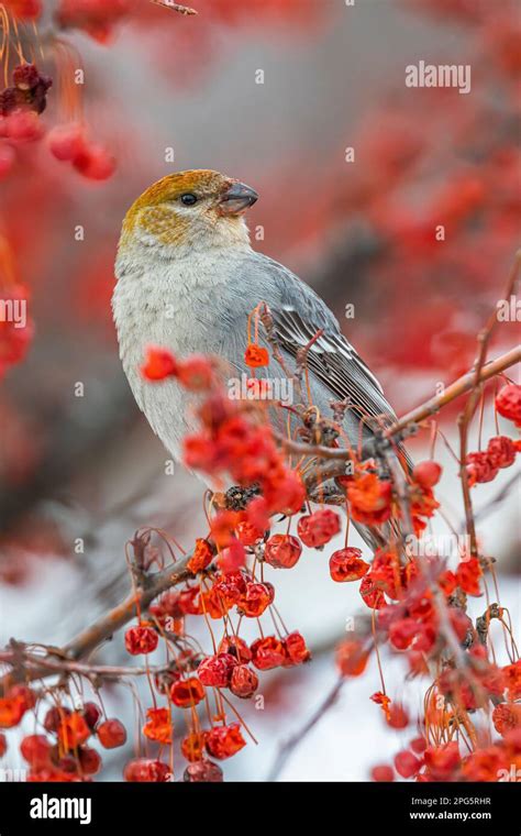Pine Grosbeak Pinicola Enucleator Female Or First Year Young Feeding