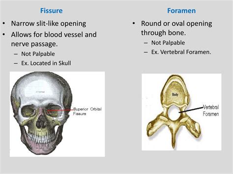 Ppt Bone Markings Powerpoint Presentation Free Download Id 3346559