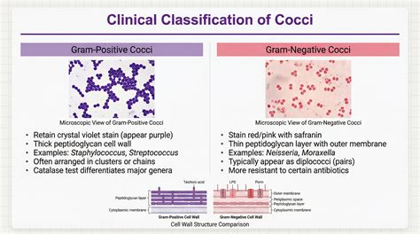 Gram Negative Cocci Ppt