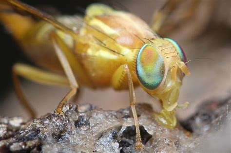 Mexican Fruit Fly Tephritidae Anastrepha Free Photo Rawpixel