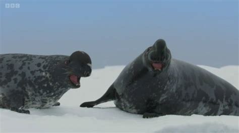 Frozen Planet Ii Reveals Seals Mating Ritual Using Expandable Sack Metro News