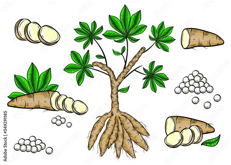 Cassava Plant Drawing