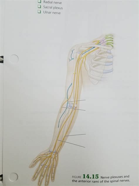 Anterior Rami Of Spinal Nerves Exam 4 Diagram Quizlet