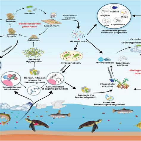 Microbial Adaptation To Microplastics And Possible Spread Of