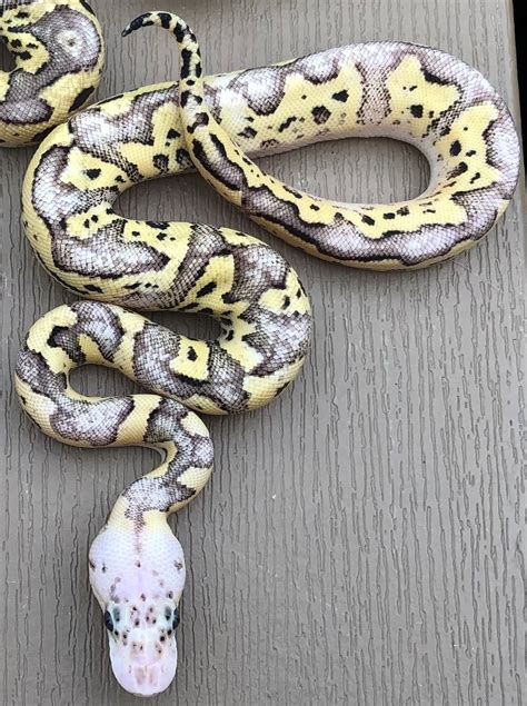 Pastel Fire Clown 50 Het Desert Ghost Ball Python By Kcs Royal