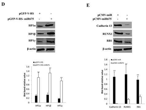 Mir675 Upregulates Long Noncoding Rna H19 Through Activating Egr1 In Human Liver Cancer Oncotarget