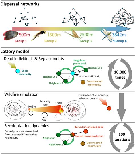 Conceptual Representation Of The Simulation Model Dispersal Networks Download Scientific