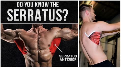 Serratus Anterior Muscle Workout Elitefts