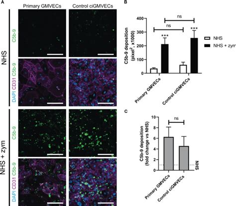 Modeling Complement Activation On Human Glomerular Microvascular Endothelial Cells Abstract
