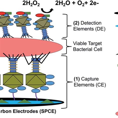 The Detection Principle Of The Bacteriophage Based Functionalized Spce Download Scientific