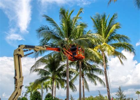 Palm Tree Trimming Sarasota SRQ Tree Care Professionals