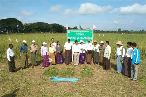 တောင်တွင်းကြီးမြို့နယ်တွင် ဆီထွက်သီးနှံ နှမ်း စံကွက်ရိတ်သိမ်းပွဲ ကျင်းပ Information And