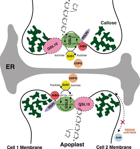 Proposed Model Of Callose Deposition Regulation At Plasmodesmata Gsl8 Download Scientific