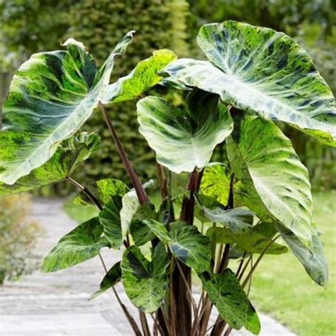Colocasia Esculenta Winterhart Brezelbruder