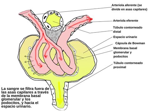 Glomérulo Renal Qué Es Estructura Funciones Patologías