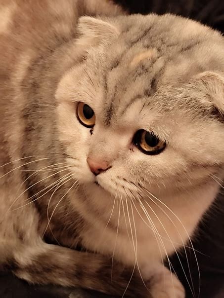 Отдам кошку Шотланская вислоухая 8 лет Обращаться по телефону 89023609157 2025 УРЮПИНСКАЯ