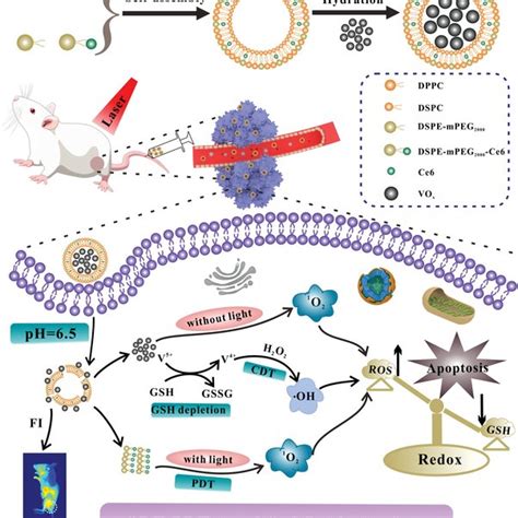 Tme‐responsive Property Characterization Of Vc Lipo Nanocarrier Tem Download Scientific