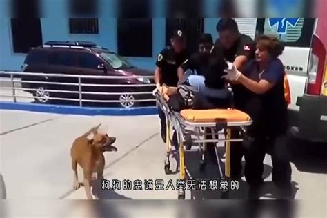 狗狗走失后会等主人多久？礁石上守候一年，却没等来和主人相遇主人礁石后会