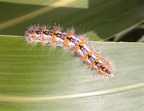 Cattail Caterpillars Extension Entomology