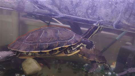 Shell Disease Rturtle