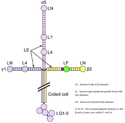 恺佧生物科技（上海）有限公司 恺佧生物推出laminin 521蛋白