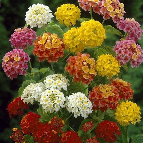 Lantana Plant Varieties Color Think You Know Lantana Think Again