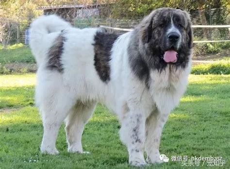 比利牛斯獒犬图片 比利牛斯山犬图片 伤感说说吧