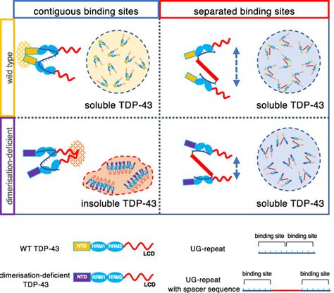 Tdp‐43 N‐terminal Domain Dimerisation Or Spatial Separation By Rna Binding Decreases Its