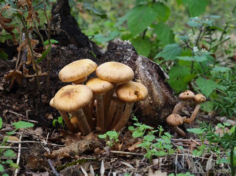 88 Fotos Y Imágenes De Descomponedores Gratis · Banco De Fotos Gratis