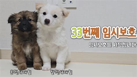 찰콩떡임보일기 1 ㅣ열악한 보호소에서 살아남은 햇살같은 아이들 임시보호ㅣ1인가구 임시보호 유기견임보 Youtube