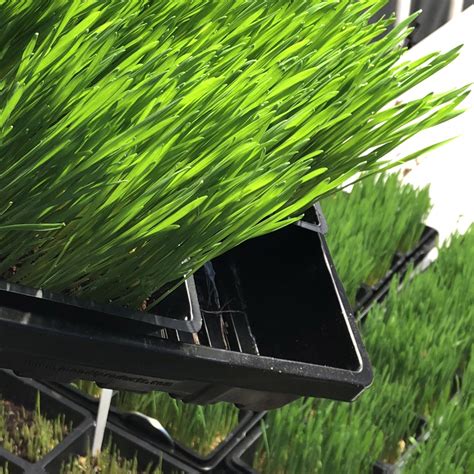 Growing Wheatgrass Grozine