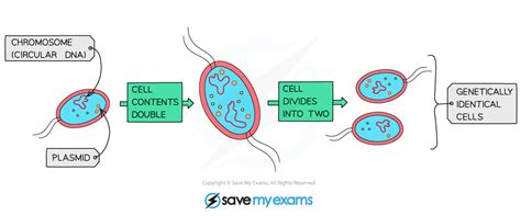 Asexual Reproduction 515 Ocr Gateway Gcse Biology Revision Notes