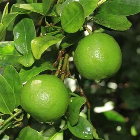 Bibit Jeruk Nipis Jual Bibit Jeruk Nipis Info Harga Bibit Jeruk Nipis