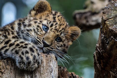 Leopards 千图网