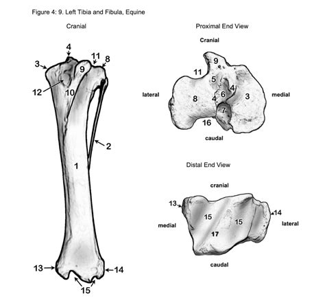 Equine Tibia FIbula Diagram Quizlet