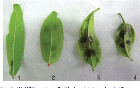 Figure 5 From Pomegranate Leaf Disease Classification Using Feature