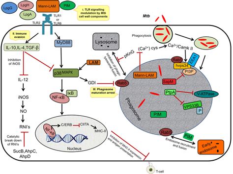 Reactivation Of Latent Bacilli Mycobacterium Tuberculosis Mtb