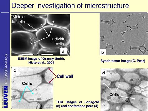 ppt ellipsoid tessellation algorithm for modelling fruit microstructure powerpoint