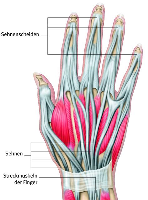 Sehnenscheide Aus Dem Gesundheitslexikon Gesundheit Medizin Und
