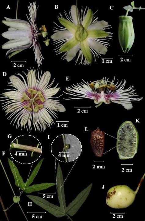 Pasiflora Pitalensis El Tesoro Descubierto En El Huila
