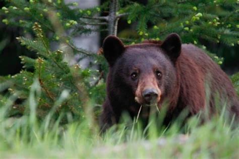 21 Raspberry Pests And Diseases And How To Treat Them