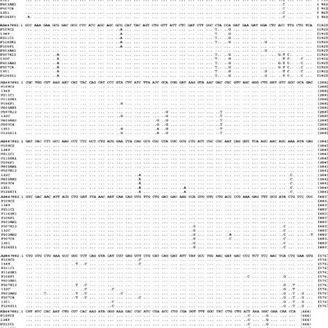 Nucleic Acid Sequence Alignment Of Pmra Gene Among Various Strains Of