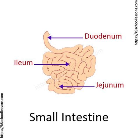 Diagram Of Smallintestine Parts Of The Small Intestine Duodenum