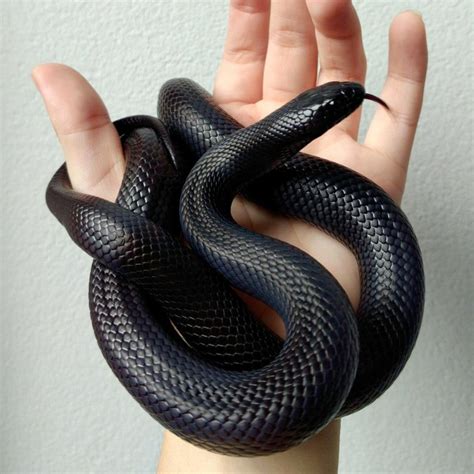 น้องหยก สุชานาถ สาวสวยสุดน่ารักจาก มหิดล เจ้าของงูดำที่หายไป