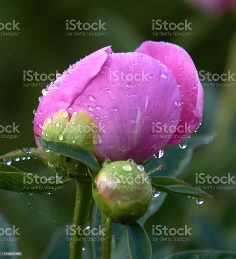 낮에 물방울로 덮인 닫힌 새싹이 있는 분홍색 장미 꽃의 근접 촬영 꽃 나무에 대한 스톡 사진 및 기타 이미지 꽃 나무 꽃