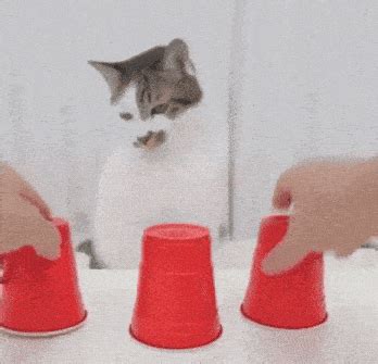 Cups Game Shell Game  Cups Game Shell Game Cat Cups Game