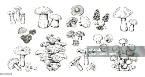 버섯 스케치 사실적인 손으로 그린 윤곽선 식용 숲 제품 모렐 볼레투스 트러플 포르치니 또는 샴페인 컬렉션 요리용 원료 벡터 진미 세트 스케치에 대한 스톡 벡터 아트 및 기타